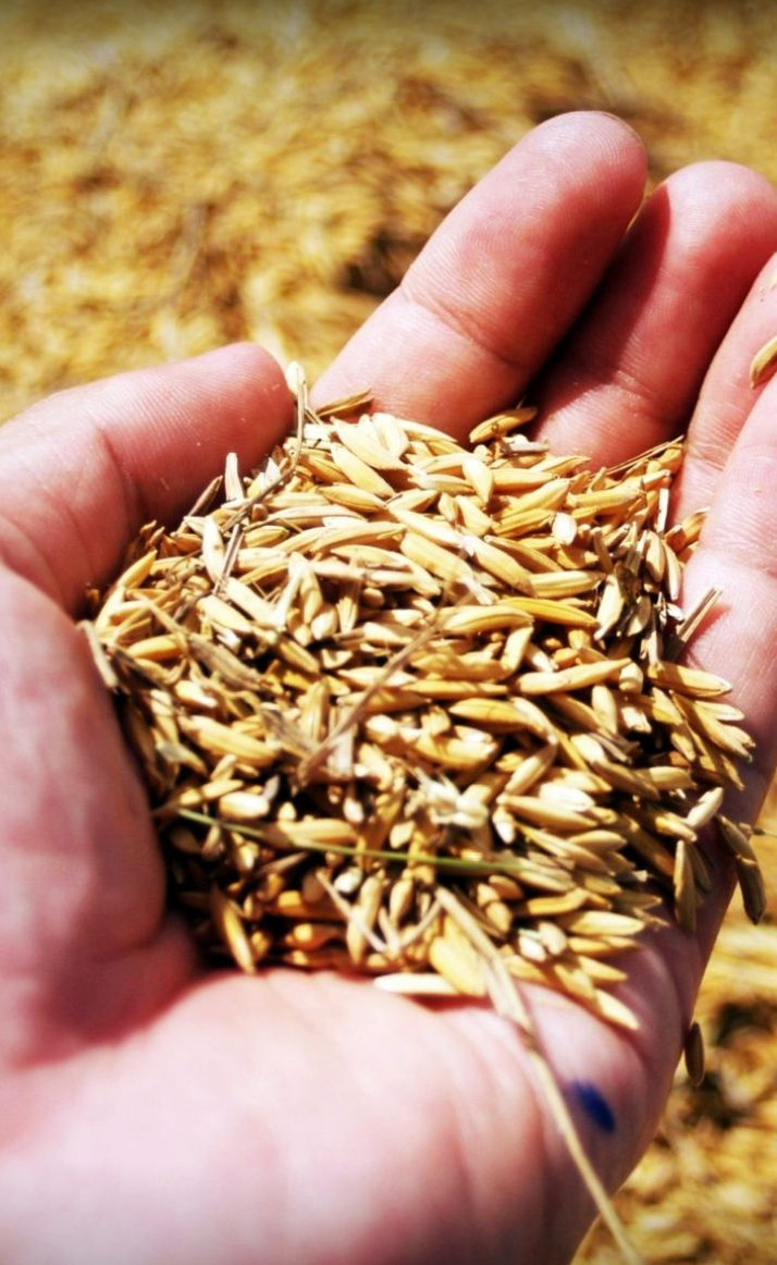 Official Site | Nanjangud Tooth Powder | ನಂಜನಗೂಡು ಹಲ್ಲು ಪುಡಿ ...